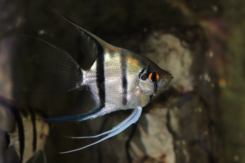 Scalar Anglefish. Aquarium Macro Closeup Background Stock Photo - Image ...
