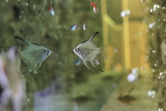 Scalar Anglefish Looking in His Reflection. Aquarium Macro Closeup ...