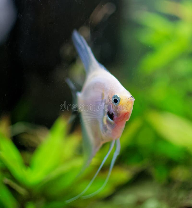 Scalar. Aquarium Fish. Breeding Aquarium Fish Stock Image - Image of ...