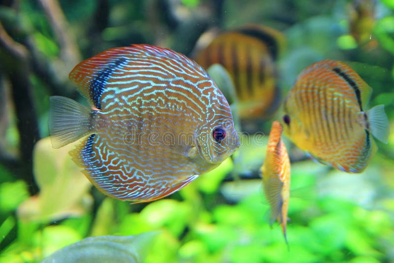 Scalar fish stock image. Image of ocean, algae, aquarium - 60763827