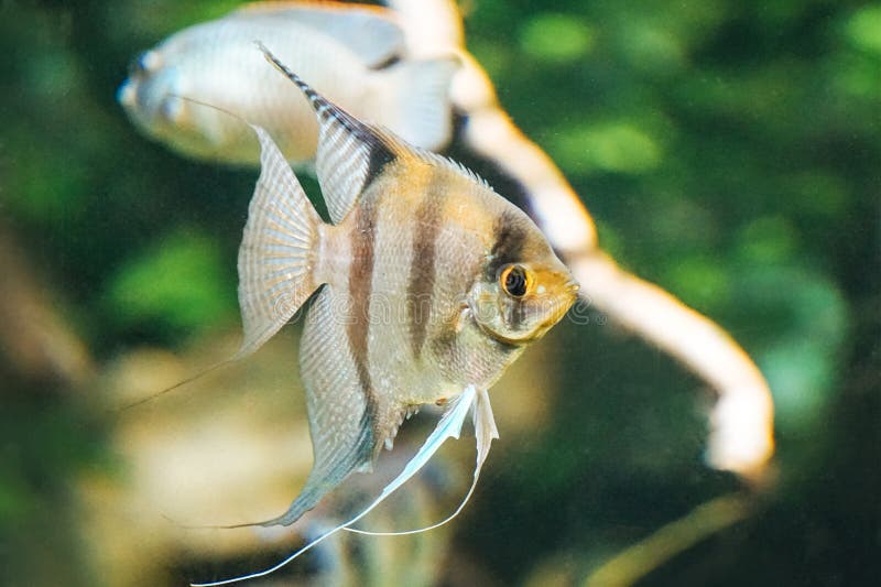 Scalar stock photo. Image of tank, scalar, pterophyllum - 4439134