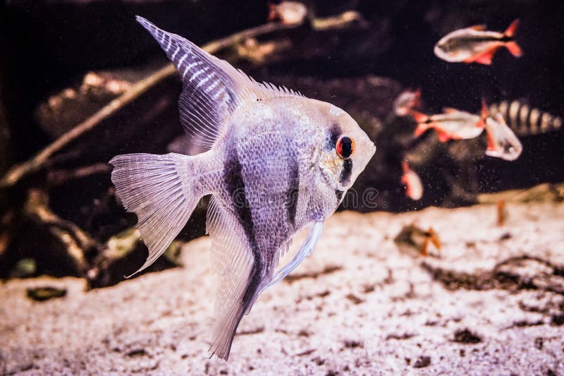 Scalar stock photo. Image of tank, scalar, pterophyllum - 4439134