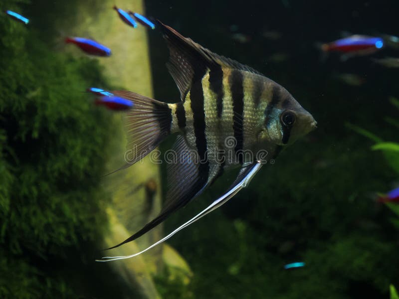 Scalare Angelfish Pterophyllum Scalare Underwater Stock Photo - Image ...