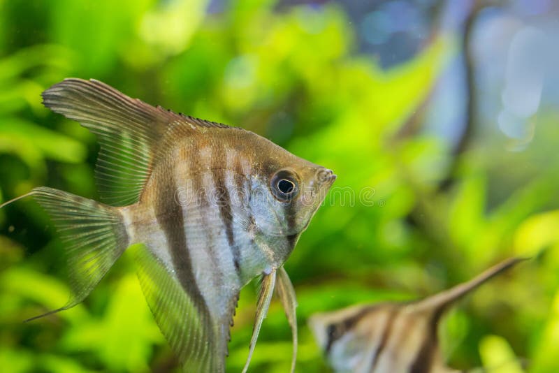 Scalaire (scalare De Pterophyllum) Photo stock - Image du animal ...