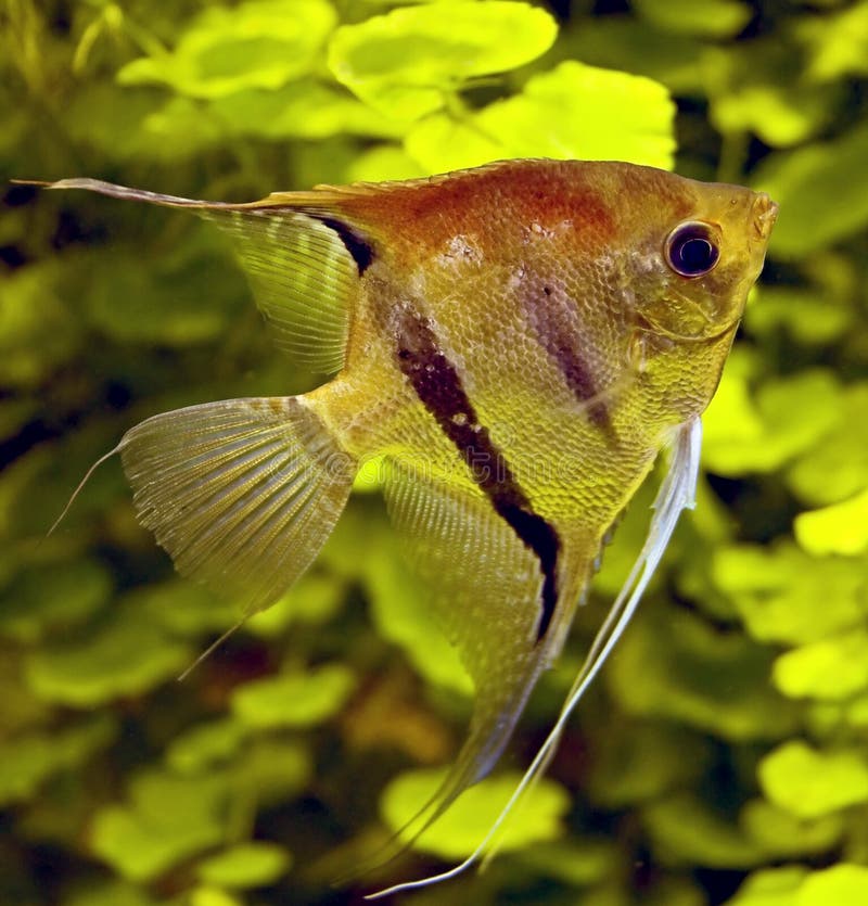 Scalare Fische 6 stockbild. Bild von salzwasser, becken - 5575907