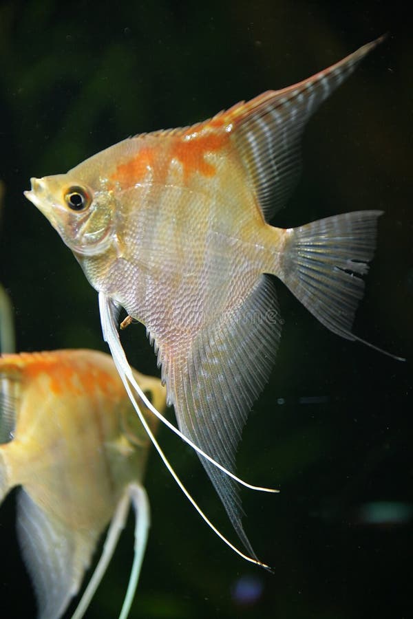 Scalare fish 3 stock image. Image of nice, portrait, life - 2448599