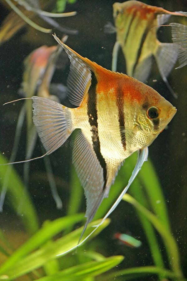 Scalare fish 4 stock photo. Image of nature, orange, tropical - 2451838