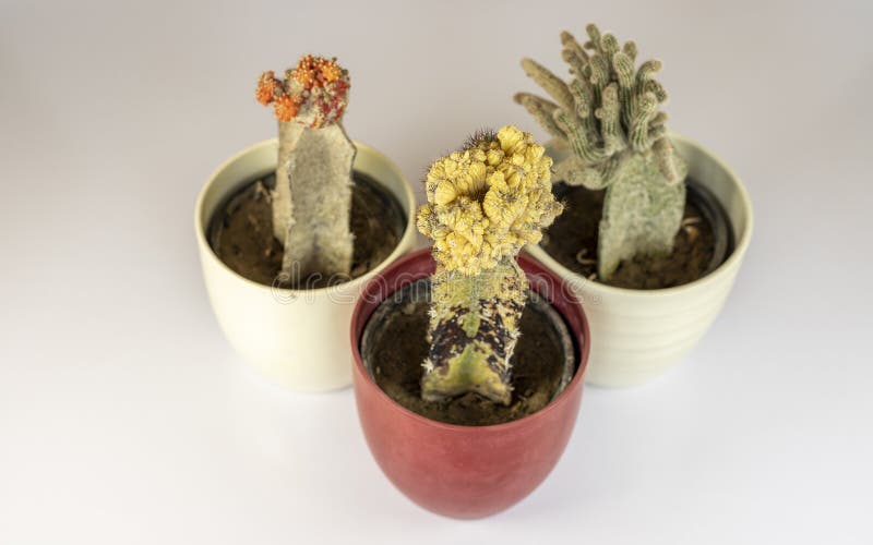 Scale Attacked on Grafted Cactus Stock Image - Image of ball, parasite ...