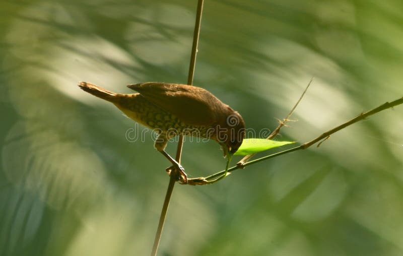 Scale Breasted Munia in Habitat in Searching Food Stock Photo - Image ...
