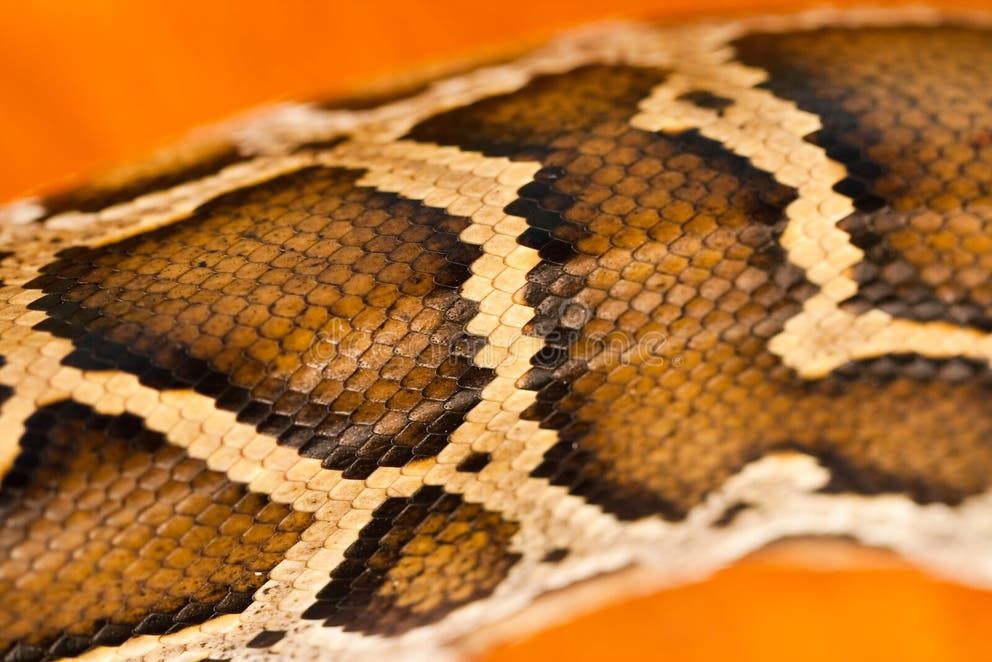 Scale of Burmese python. stock image. Image of beauty - 17135661