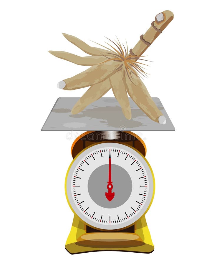 The Scale With Cassava Stock Vector Illustration Of Tapioca 130236300