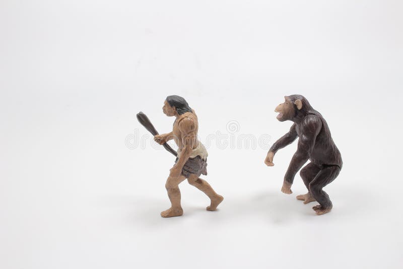A Scale of Figure of Human Evolution Stock Photo - Image of cell, spine ...