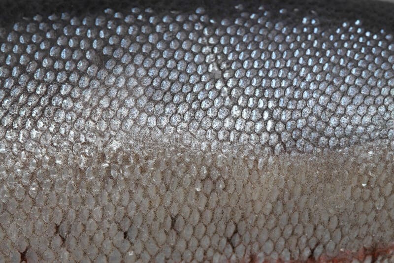 Colorful Metal Fish Scale Design Stock Photo - Image of skin, flower ...