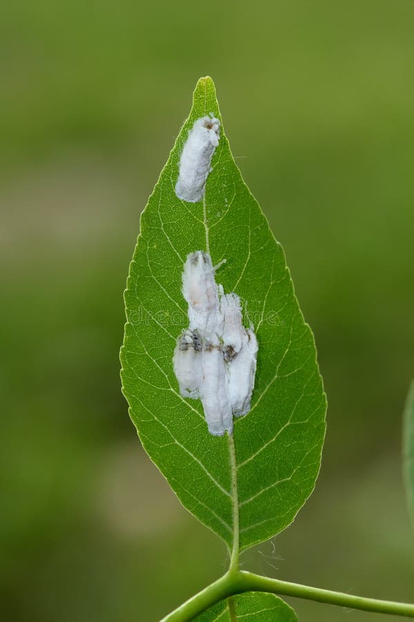 Red insect larva stock photo. Image of bugs, animal, details - 26524304