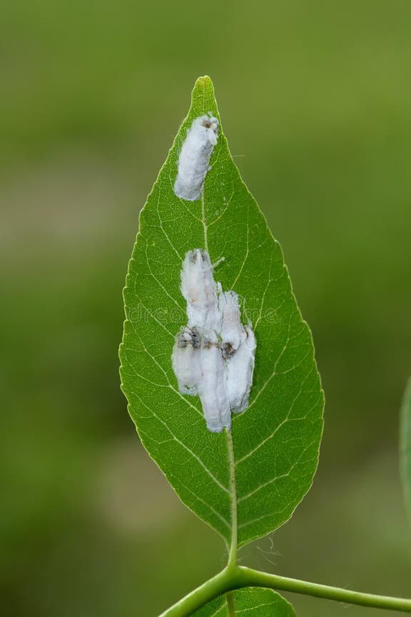 Scale insect stock photo. Image of leaves, animal, bugs - 40878040