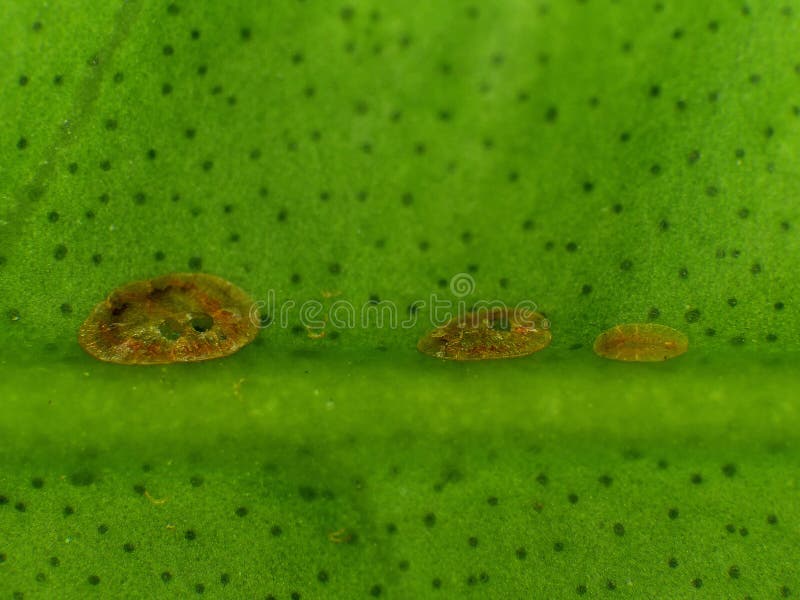 Scale Insects on a Green Leaf Stock Image - Image of microscopic, scale ...