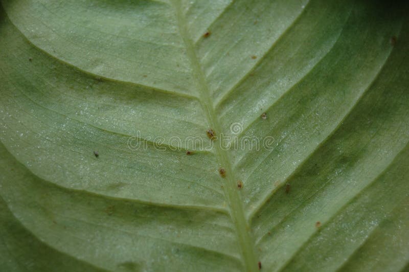 Scale insects on a leaf stock photo. Image of nuisance - 64680900