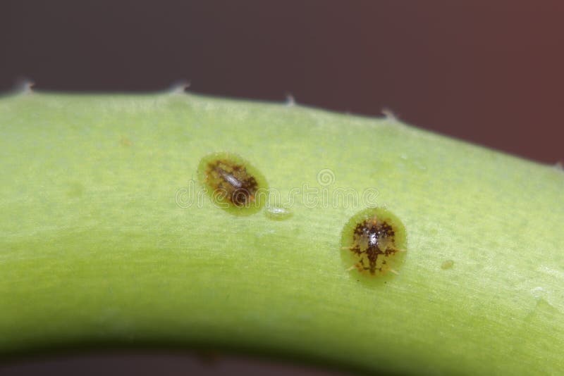 Scale Insects Sitting on an Aloe Plant Stock Image - Image of green ...