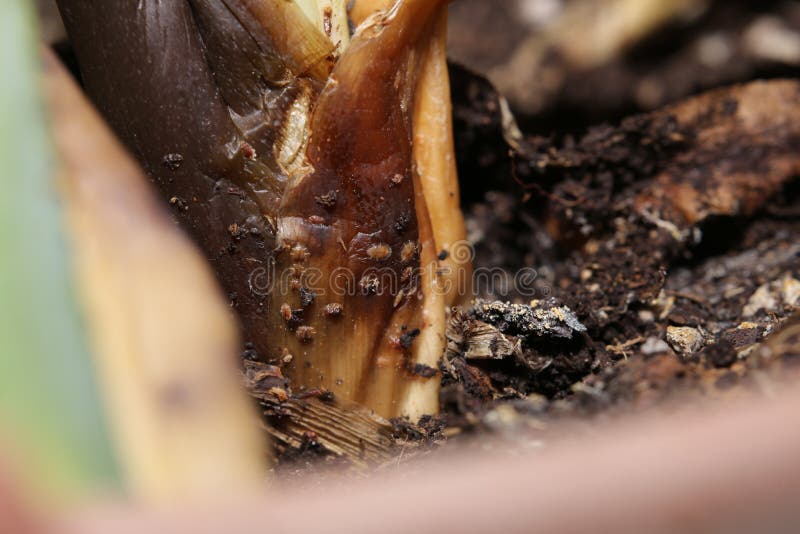 Scale Insects Sitting on a Rotting Plant Stock Image - Image of death ...