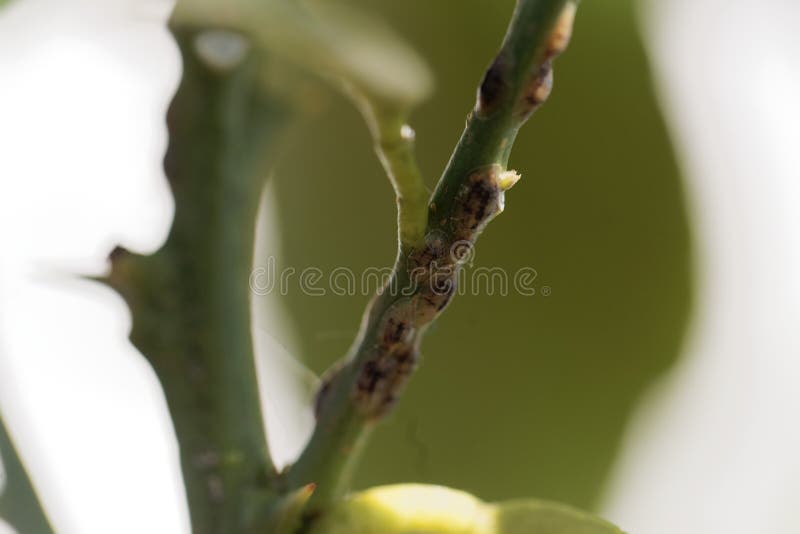 Scale Insects on a Stem of a Lemon Tree Stock Image - Image of citrus ...