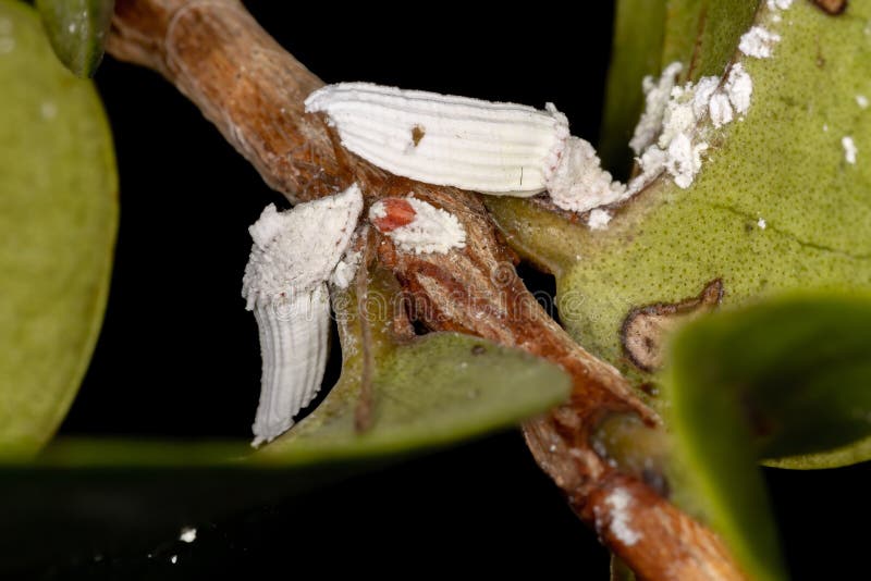 123 Insect Coccidae Photos - Free & Royalty-Free Stock Photos from ...