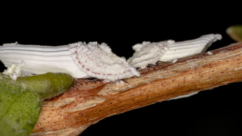 Scale Insects stock photo. Image of branch, citrus, coccoidea - 195486970