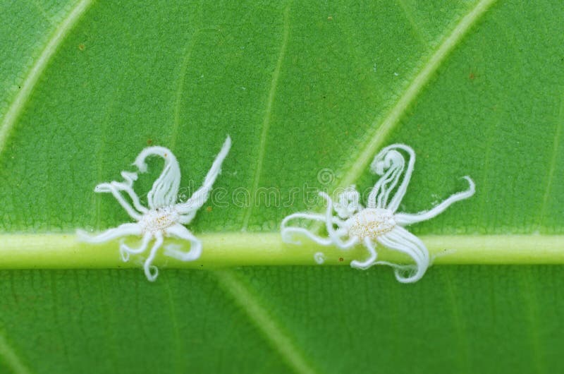 Scale Insects Under the Leaf Stock Photo - Image of arthropod, insects ...