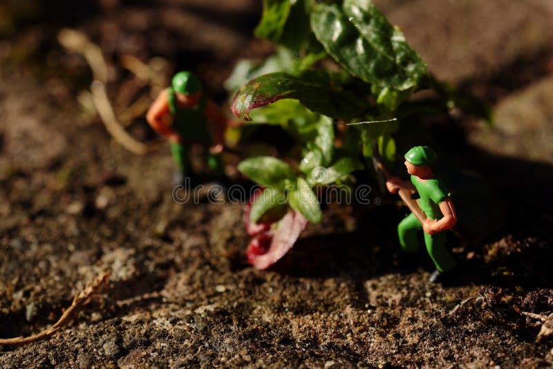 Scale Model Builders Removing Garden Weed from a Path Stock Image ...