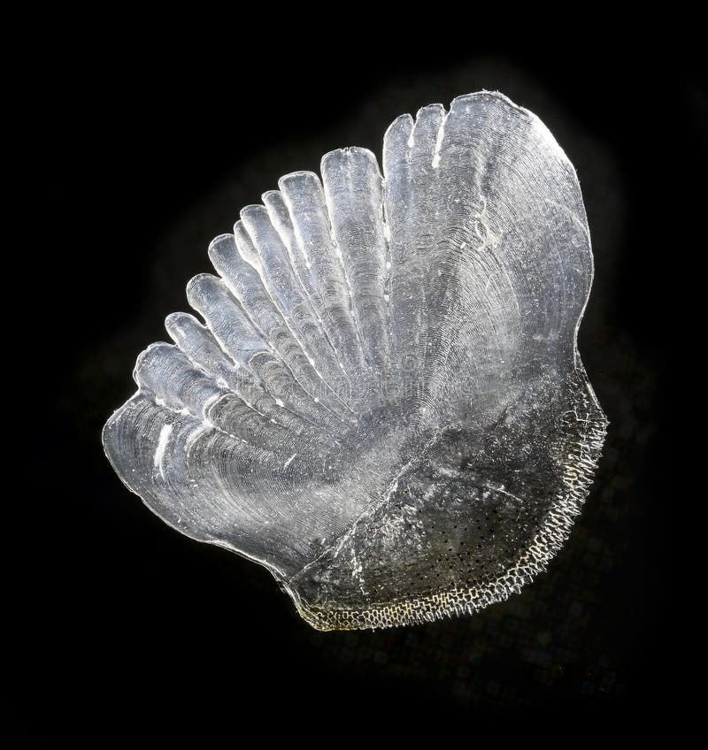 Scale stock photo. Image of texture, magnification, microscope - 80876070