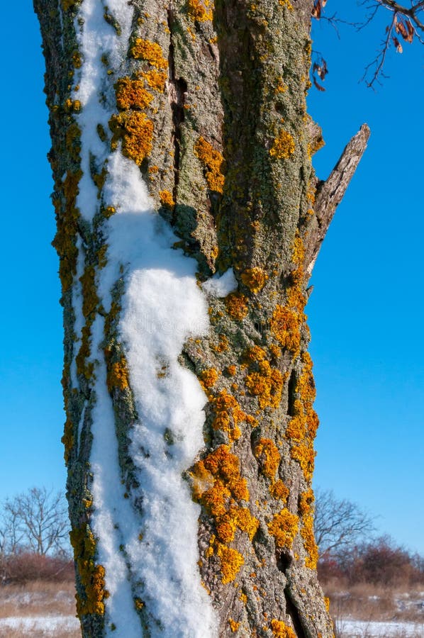 Scale Red Lichens on a Tree Trunk in Winter, Tiligul Estuary Shore ...