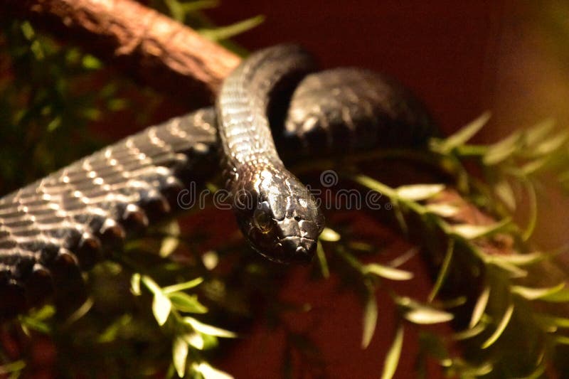 Snake Wrapped Around Polaris