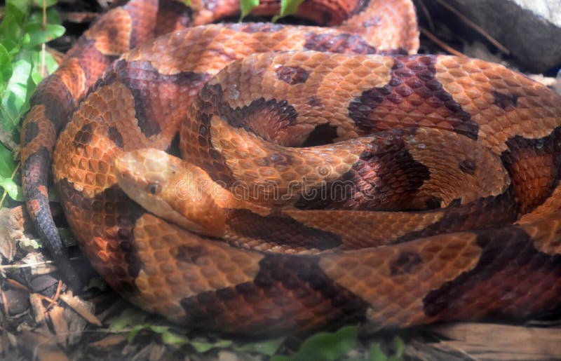 Northern Copperhead Pit Viper Snake Coiled Up Stock Image - Image of ...