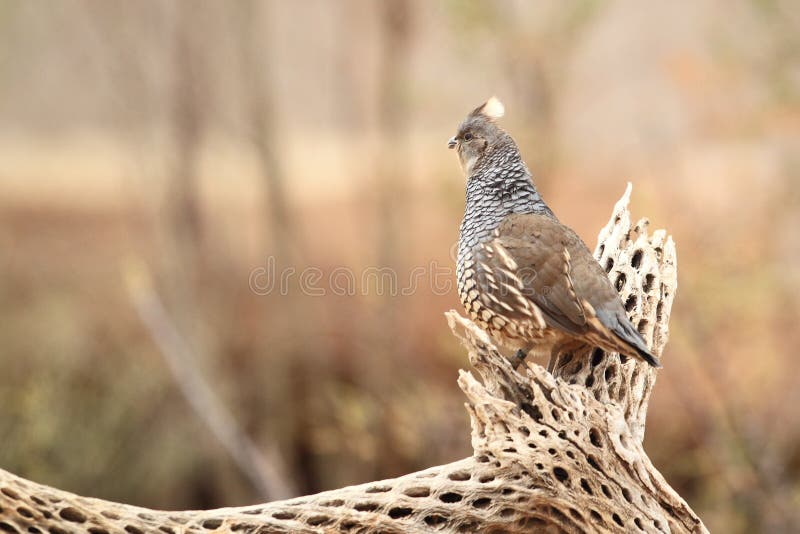 Scaled quail stock photo. Image of bird, animal, sitting - 25919716
