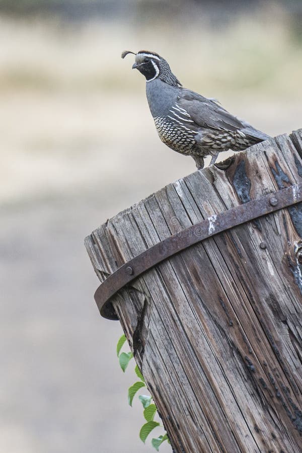 California Quail Standing on Fence Post Stock Photo - Image of quail ...