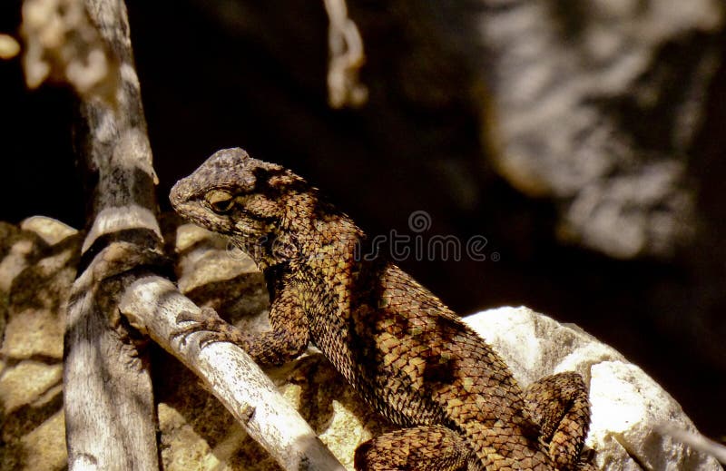 Scaled Reptile, Lizard, Fauna, Reptile Picture. Image: 112491298
