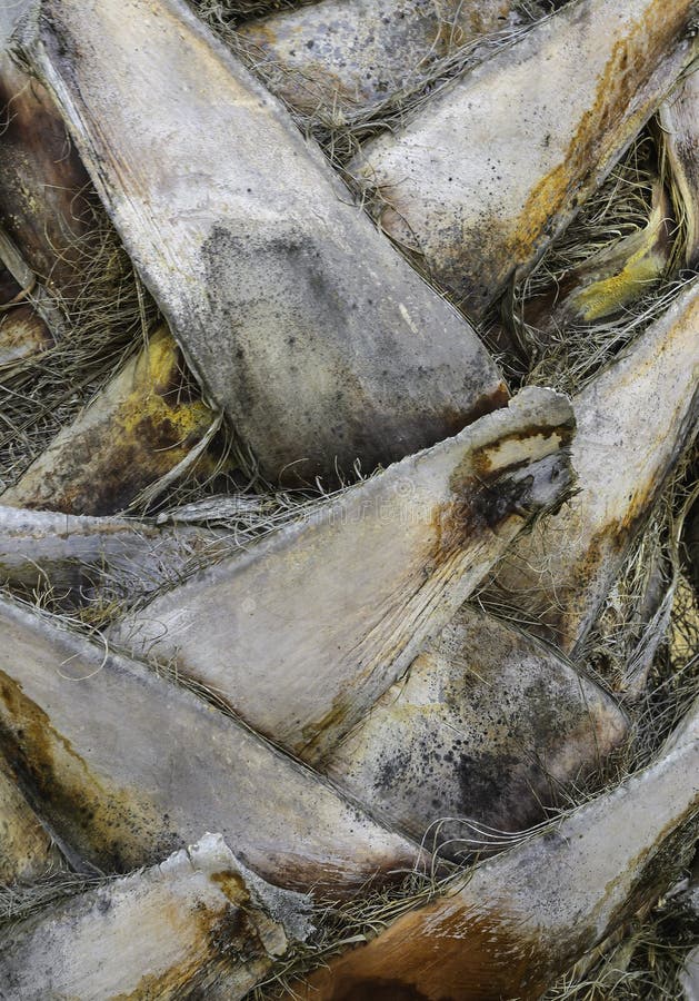 Scaled Trunk of a Palm Tree, Tree Bark As a Background Stock Image ...