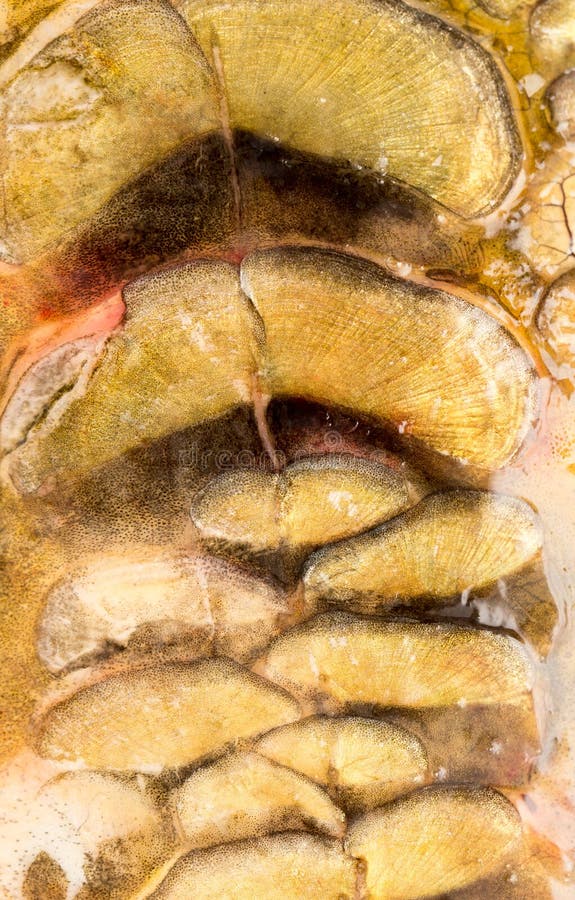 Scales of a Carp As a Background. Macro Stock Image - Image of abstract ...