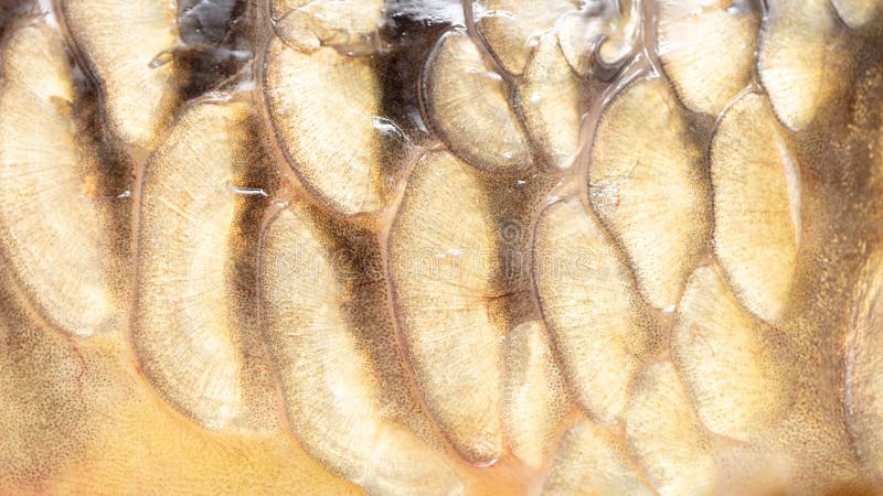 Scales on Carp Fish As Abstract Background Stock Image - Image of skin ...