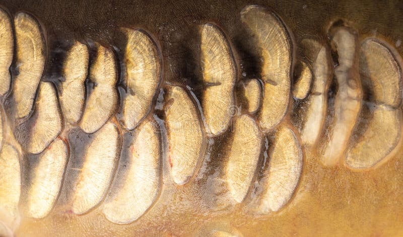 Scales on Carp Fish As Abstract Background Stock Photo - Image of ...