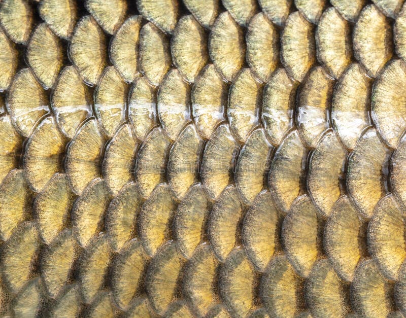 Scales on Carp Fish As Abstract Background Stock Image - Image of macro ...