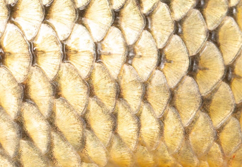 Scales on Carp Fish As Abstract Background Stock Image - Image of ...