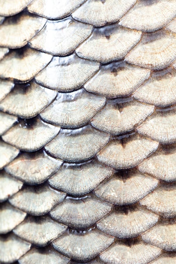 Scales on Carp Fish As Abstract Background Stock Photo - Image of ...