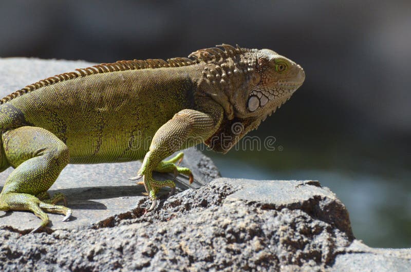 Scales on a Common Iguana stock image. Image of palm - 79683437