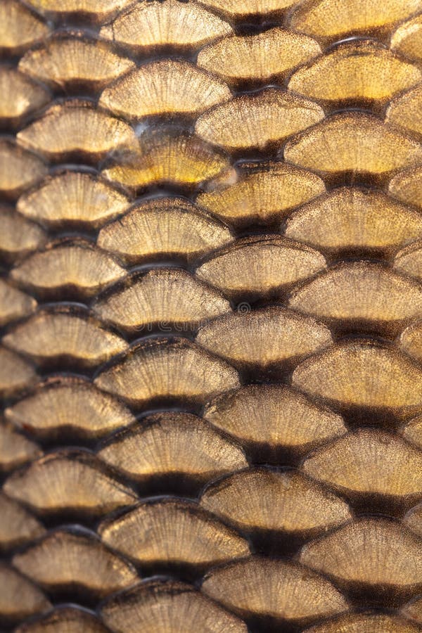 428 Scale Carp Fish Texture Stock Photos - Free & Royalty-Free Stock ...
