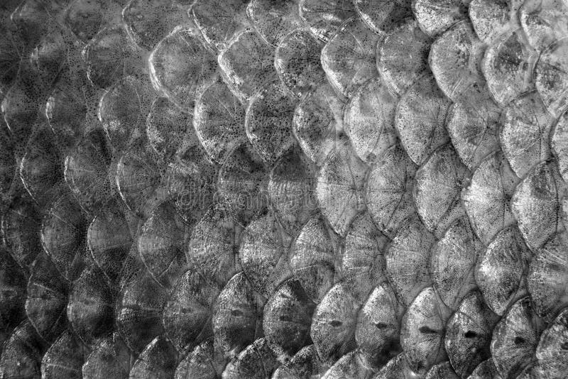 Scales Fish Texture Background. Natural Black and White Background ...