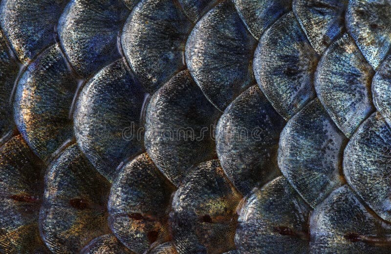 Carp Fish Scales Grunge Texture Stock Photos - Free & Royalty-Free ...