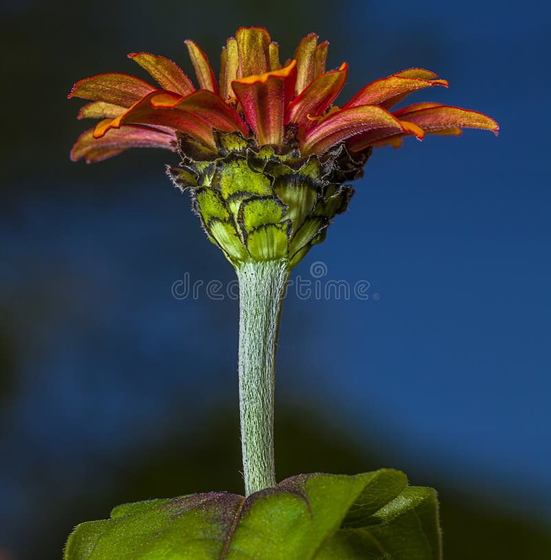 Scales stock photo. Image of leaves, stem, scales, macro - 61218066
