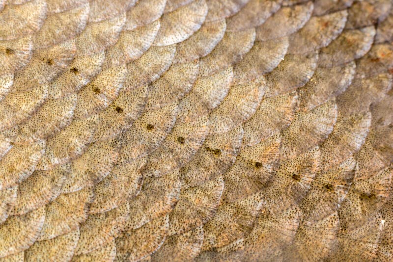 Skin an Scales of Northern Pike Stock Image - Image of lucius, spotted ...