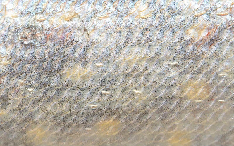 Scales on a Pike Fish As an Abstract Background. Stock Photo - Image of ...