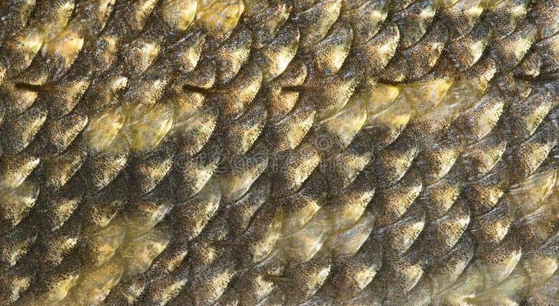 Texture of pike scales stock image. Image of health, skin - 21782013